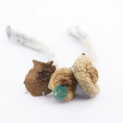 Wholesale - Shrooms - Penis Envy - West Coast Releaf Online Dispensary